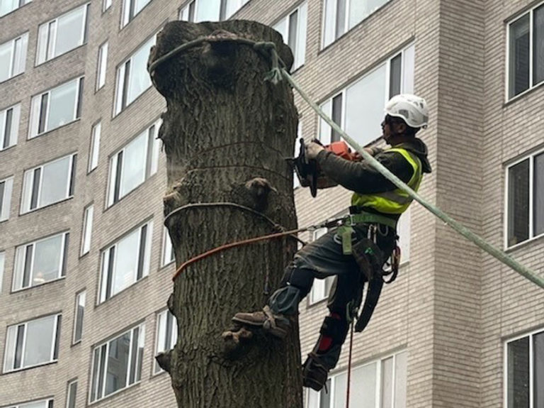 Tree Care - Commercial & Residential - GreenLink